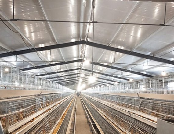 Brooding Chicken Cage_Pullet Cage_Chicken Cage_Brooder Cage