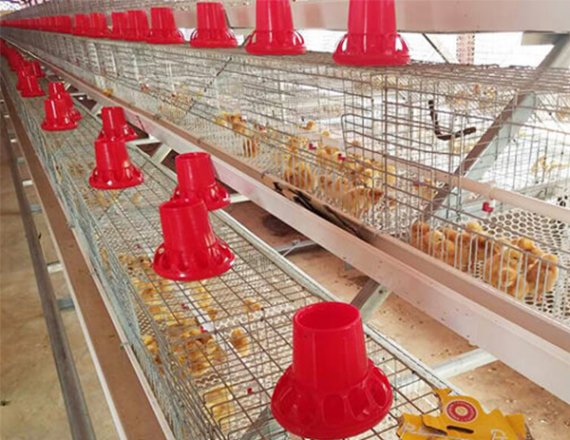 Brooding Chicken Cage_Pullet Cage_Chicken Cage_Brooder Cage