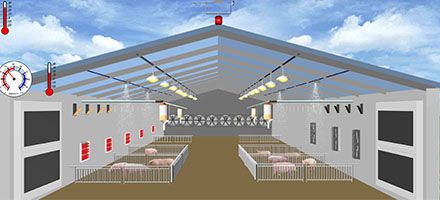 Chicken and Pig Farm Turn Key Solution