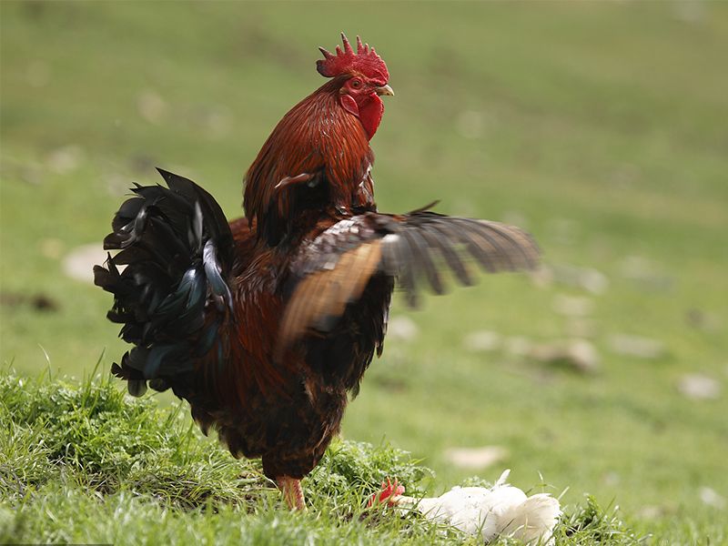 Environmental control system/farmed chickens importance