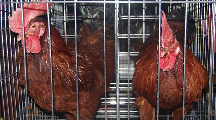 What is poultry welfare_Chicken welfare_Poultry welfare