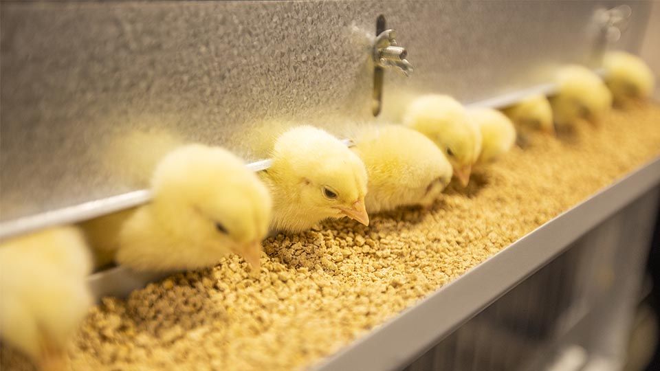 What's the importance of lighting and feeding control of caged broile