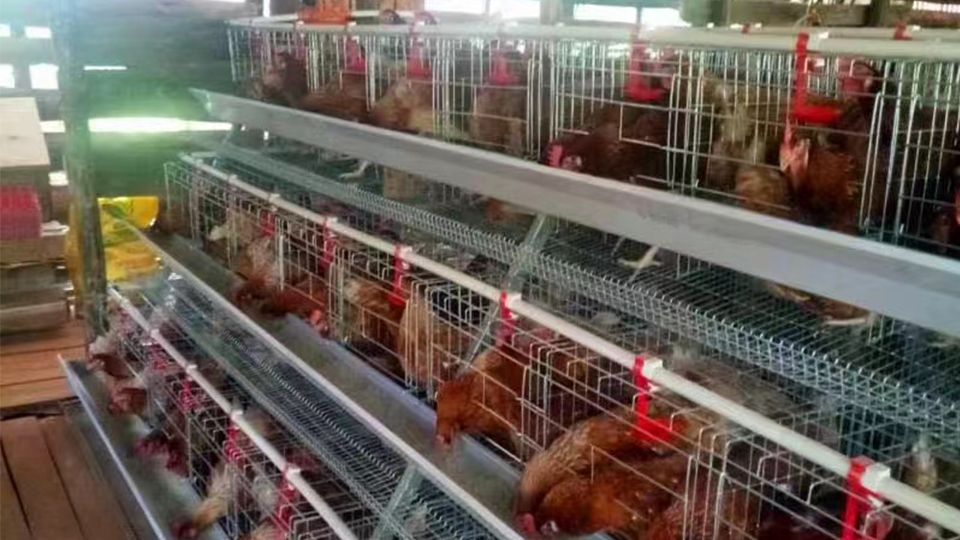 5000-10000 layer poultry chicken commercial farm introduction
