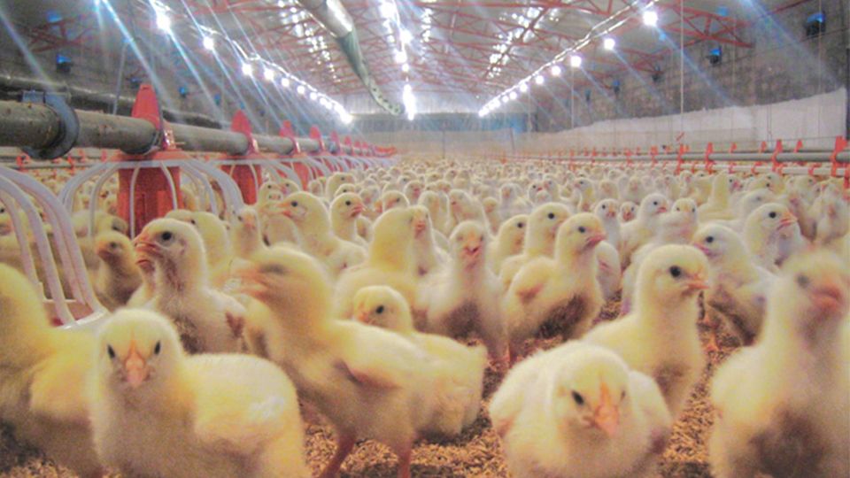 5000-10000 layer poultry chicken commercial farm introduction
