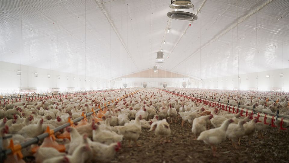 5000-10000 broiler poultry chicken commercial farm introduction
