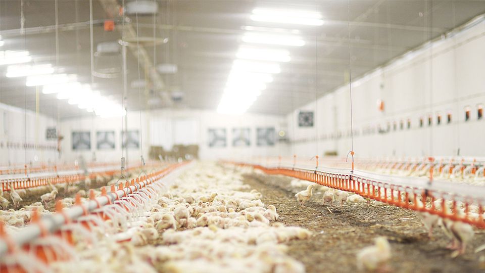 5000-10000 broiler poultry chicken commercial farm introduction