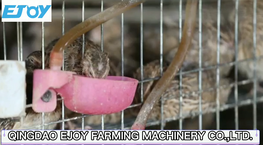 Top Quality Quail Cage with automatic quail equipment