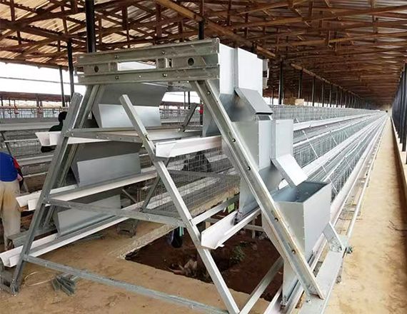 How to design chicken house?-Layers