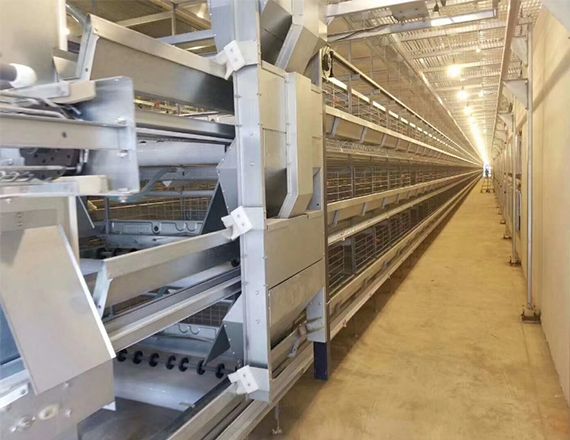 How to design chicken house?-Layers