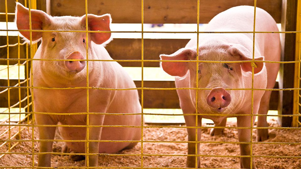 Equipo necesario para la nueva granja de cerdos